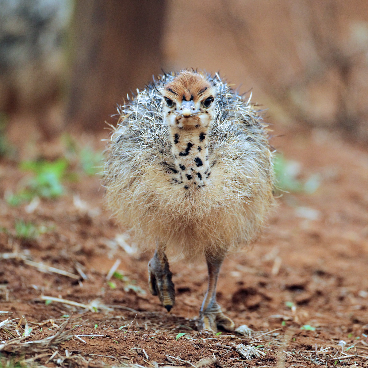 Ostrich Chick – Wildlife4Kids