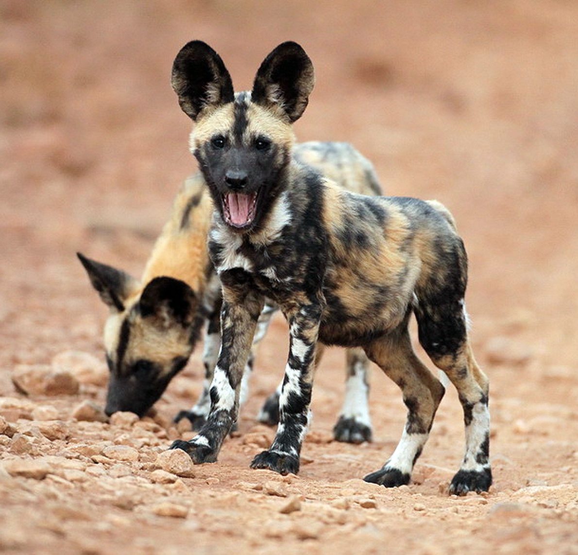 Wild Puppy – Wildlife4Kids