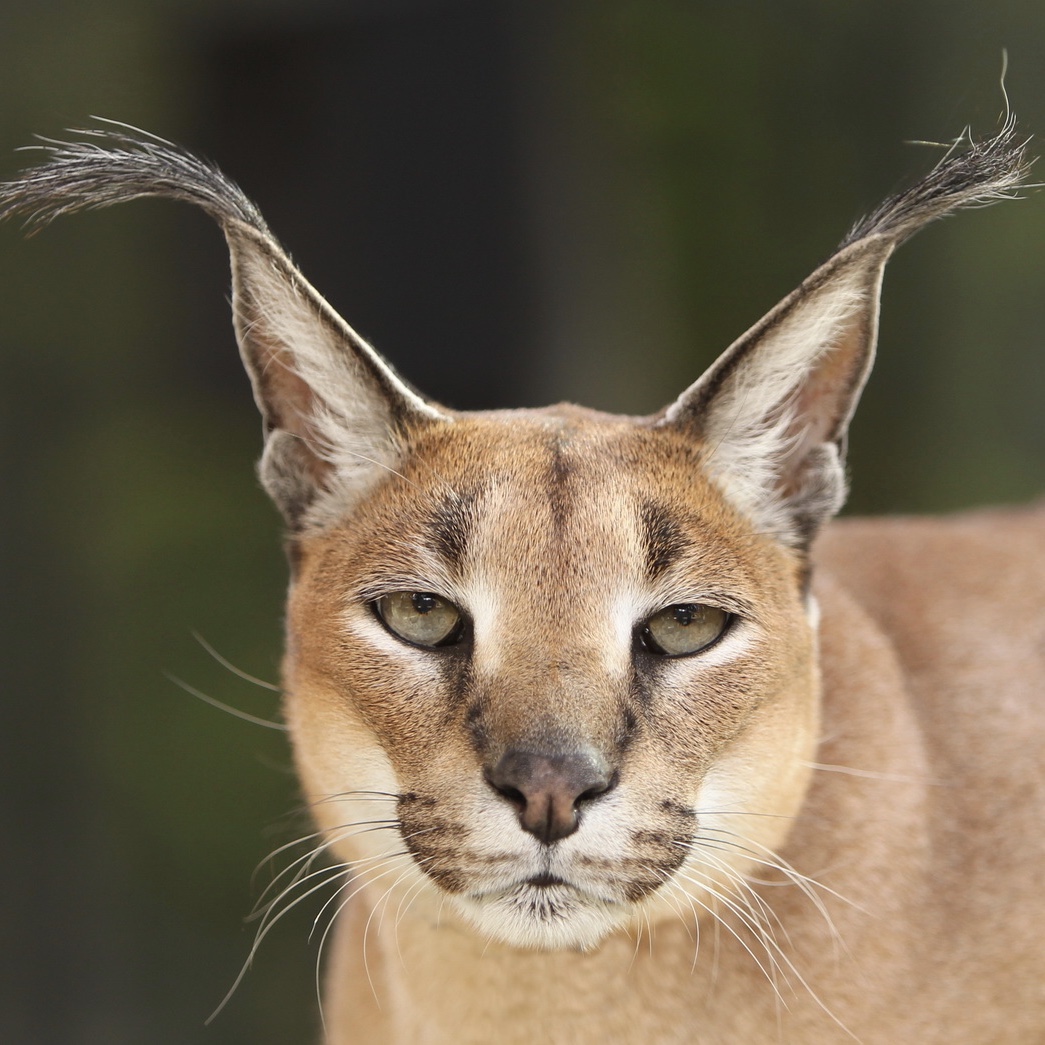 Rooikat – Wildlife4Kids