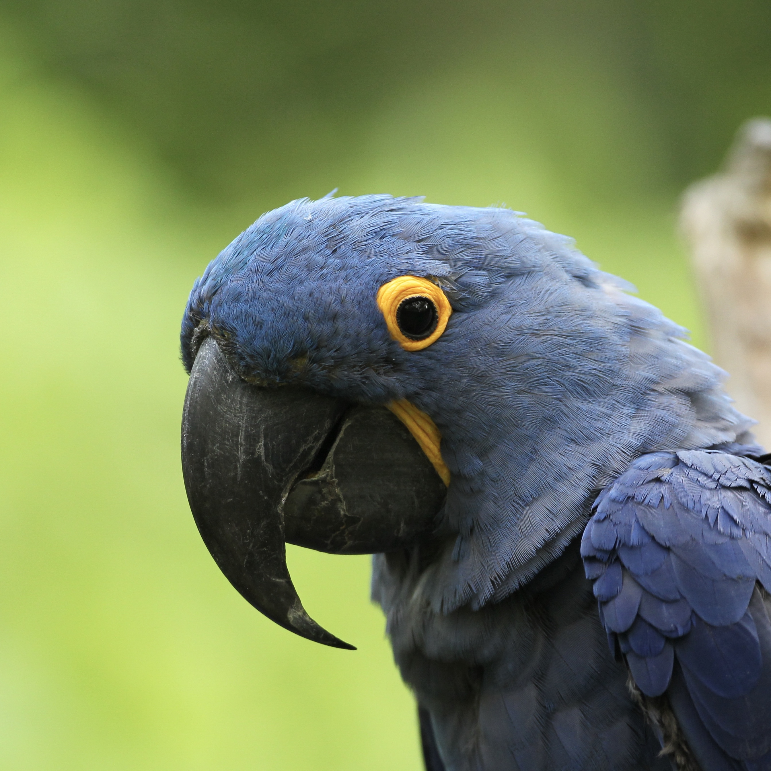 Hyacinth Macaw – Wildlife4Kids
