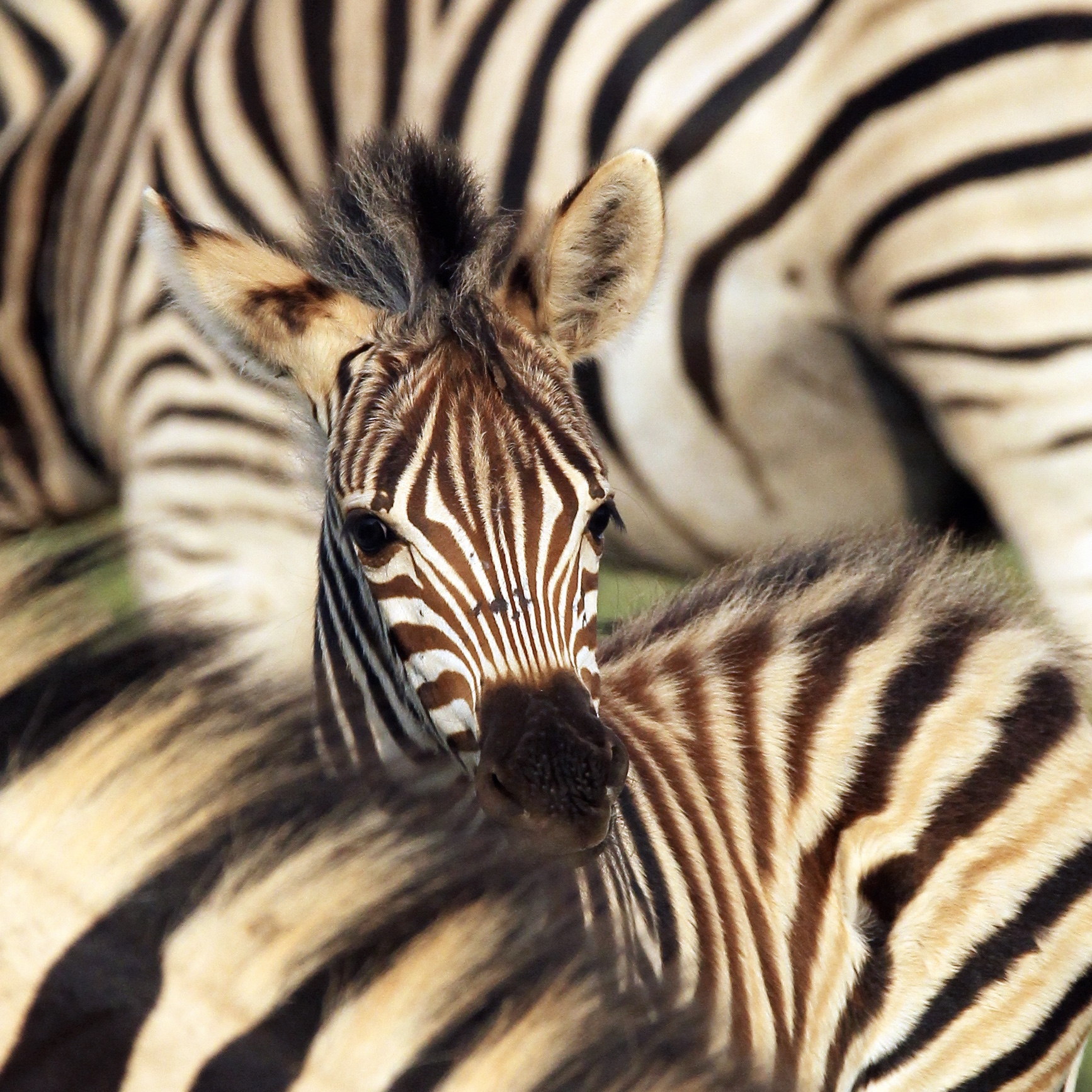 Baby Zebra – Wildlife4Kids