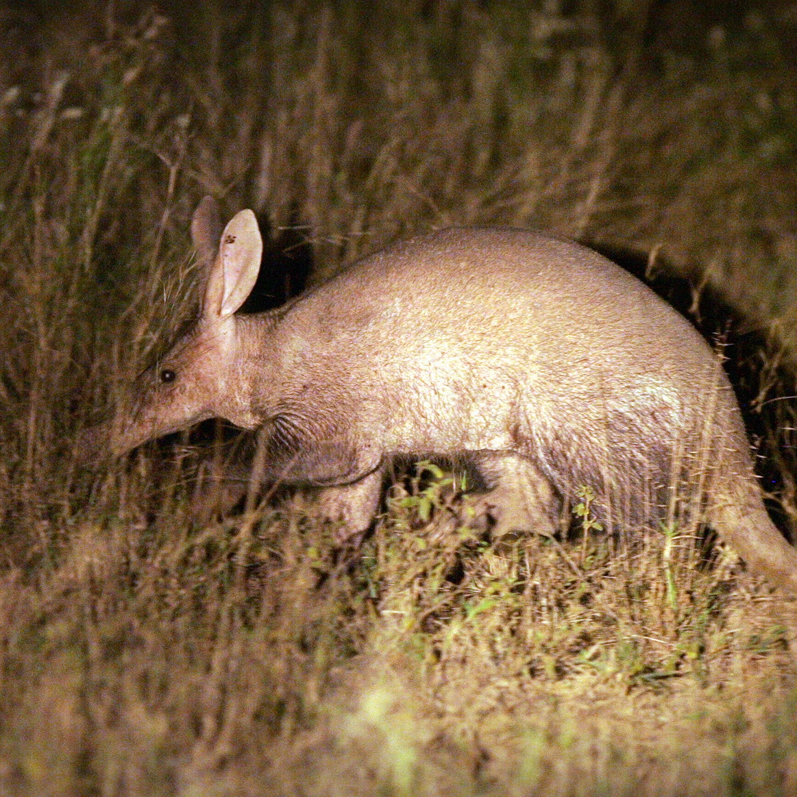 Aardvark – Wildlife4Kids